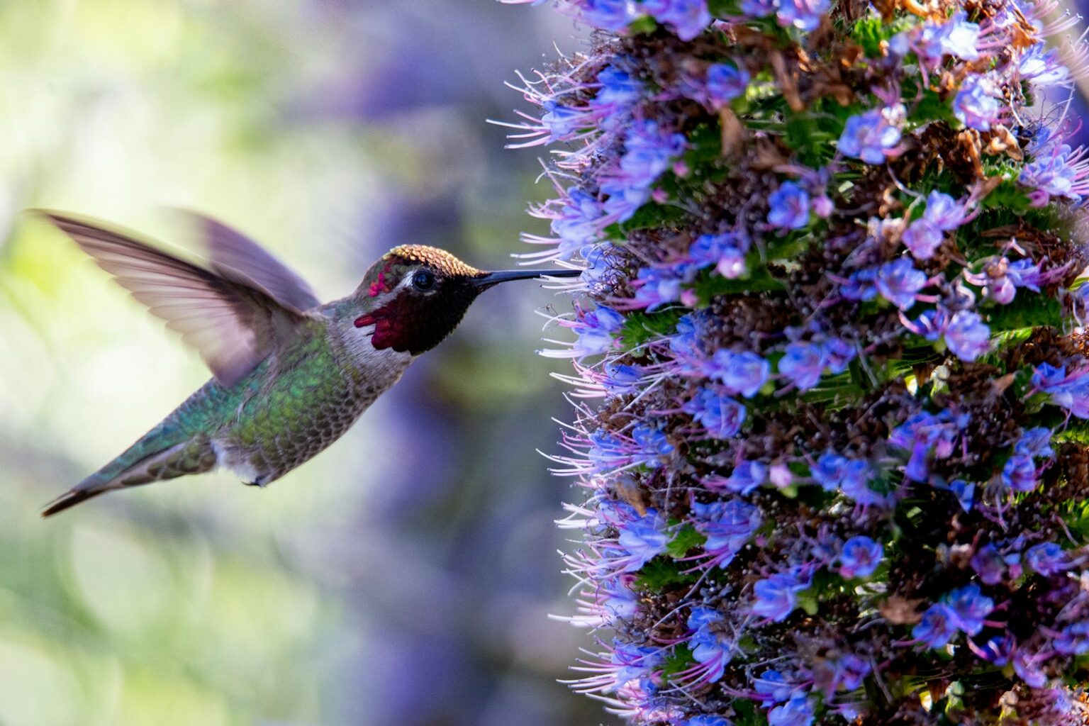 The Only Bird That Can Fly Backward and Upside Down - bird-life.com
