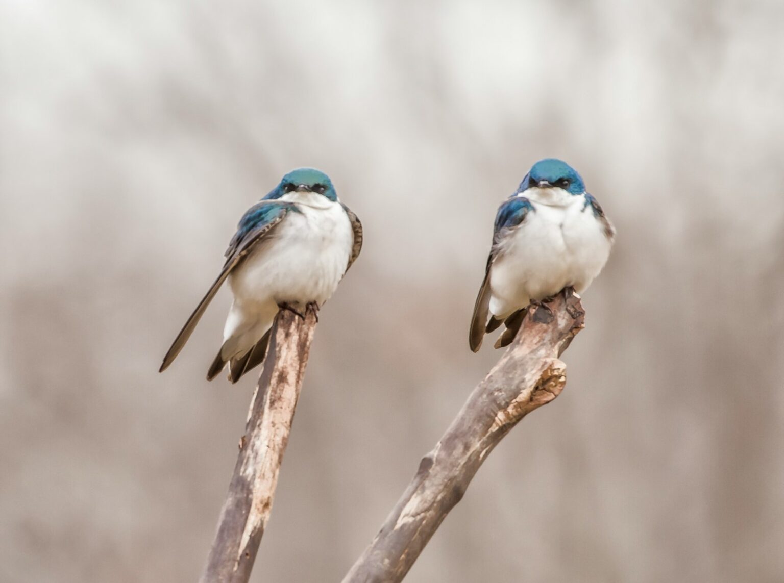 The Bird That Collects Shiny Objects to Impress a Mate - bird-life.com