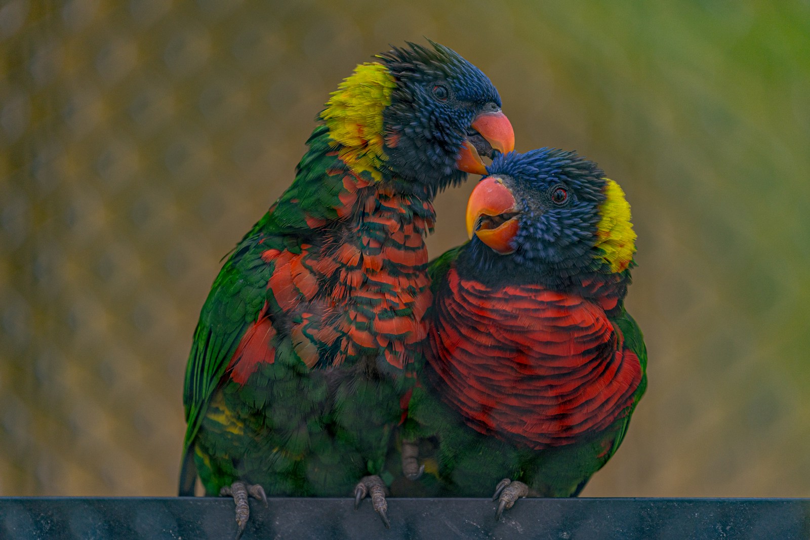 The Smartest Birds That Can Mimic Human Speech - bird-life.com