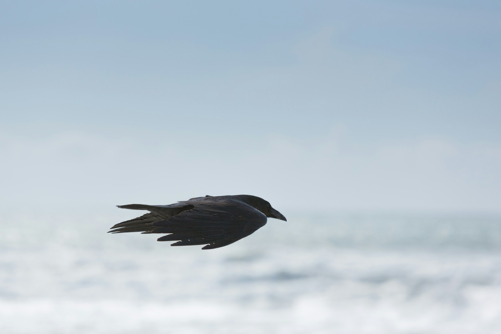 Birds in Space – How NASA Uses Bird Flight for Research - bird-life.com