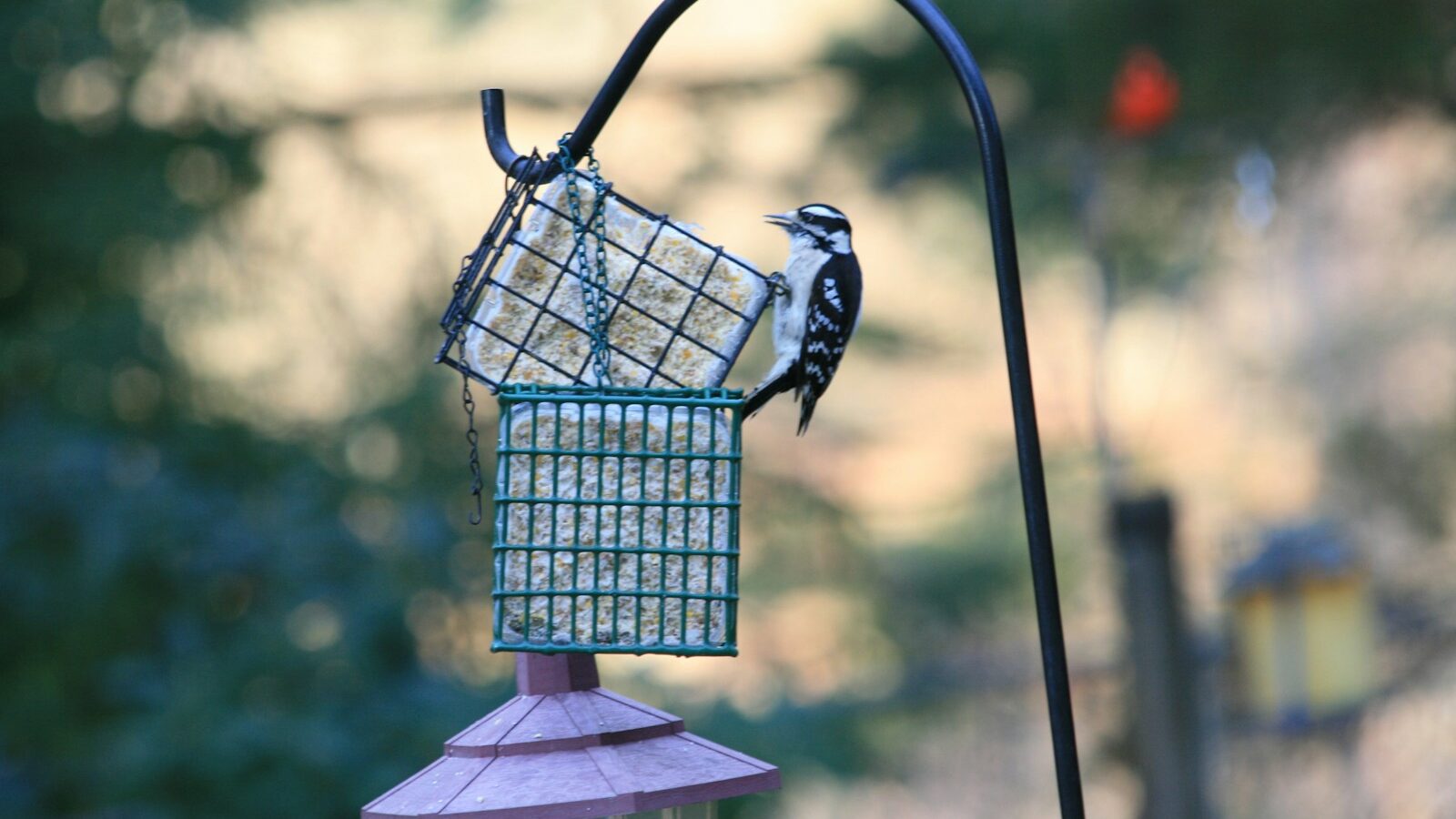 The Best Feeder Setup for Winter Weather - bird-life.com