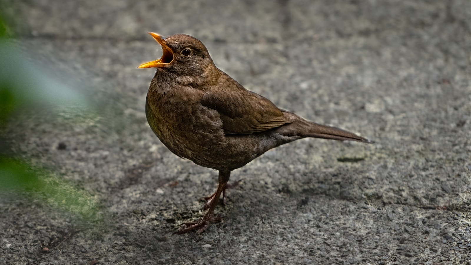 Why Birdsong Is Getting Louder in Urban Areas - bird-life.com