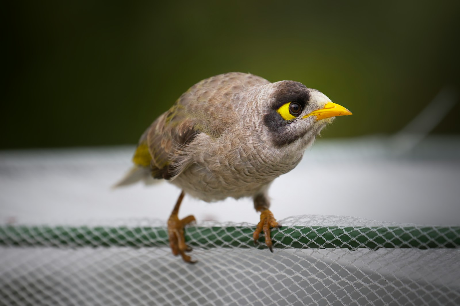 How Birds Experience Pain – What Science Reveals - bird-life.com
