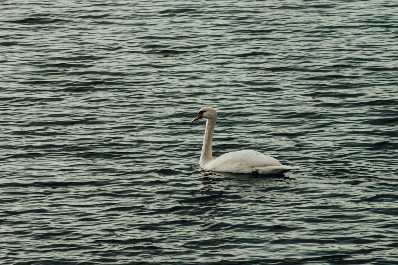How to Photograph Birds Without Disturbing Them - bird-life.com