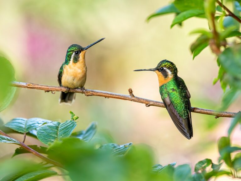 The Bird That Can Fly Backward – A Rare Aerodynamic Feat - bird-life.com