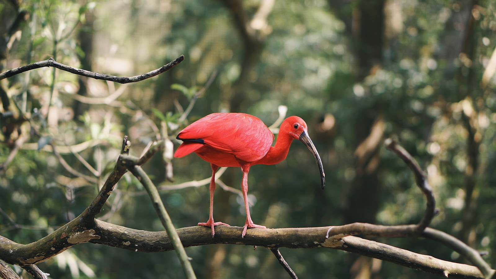 The Bird With Feathers That Glow Under UV Light - bird-life.com