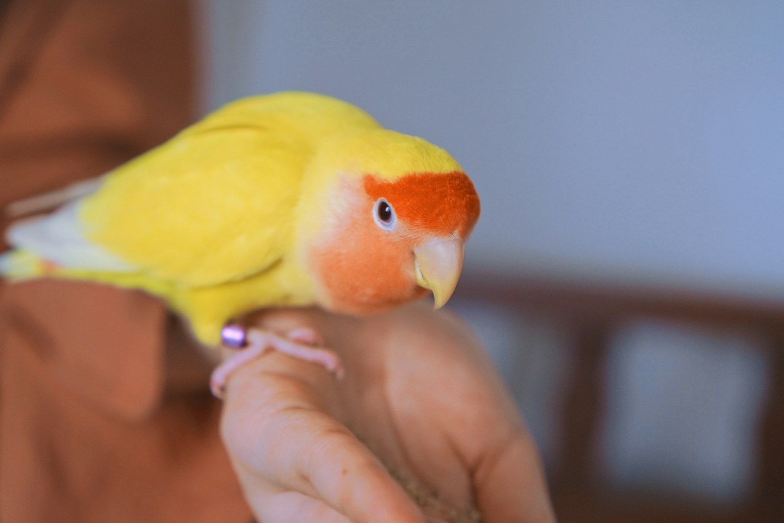 How Birds Know When It’s Time to Migrate - bird-life.com