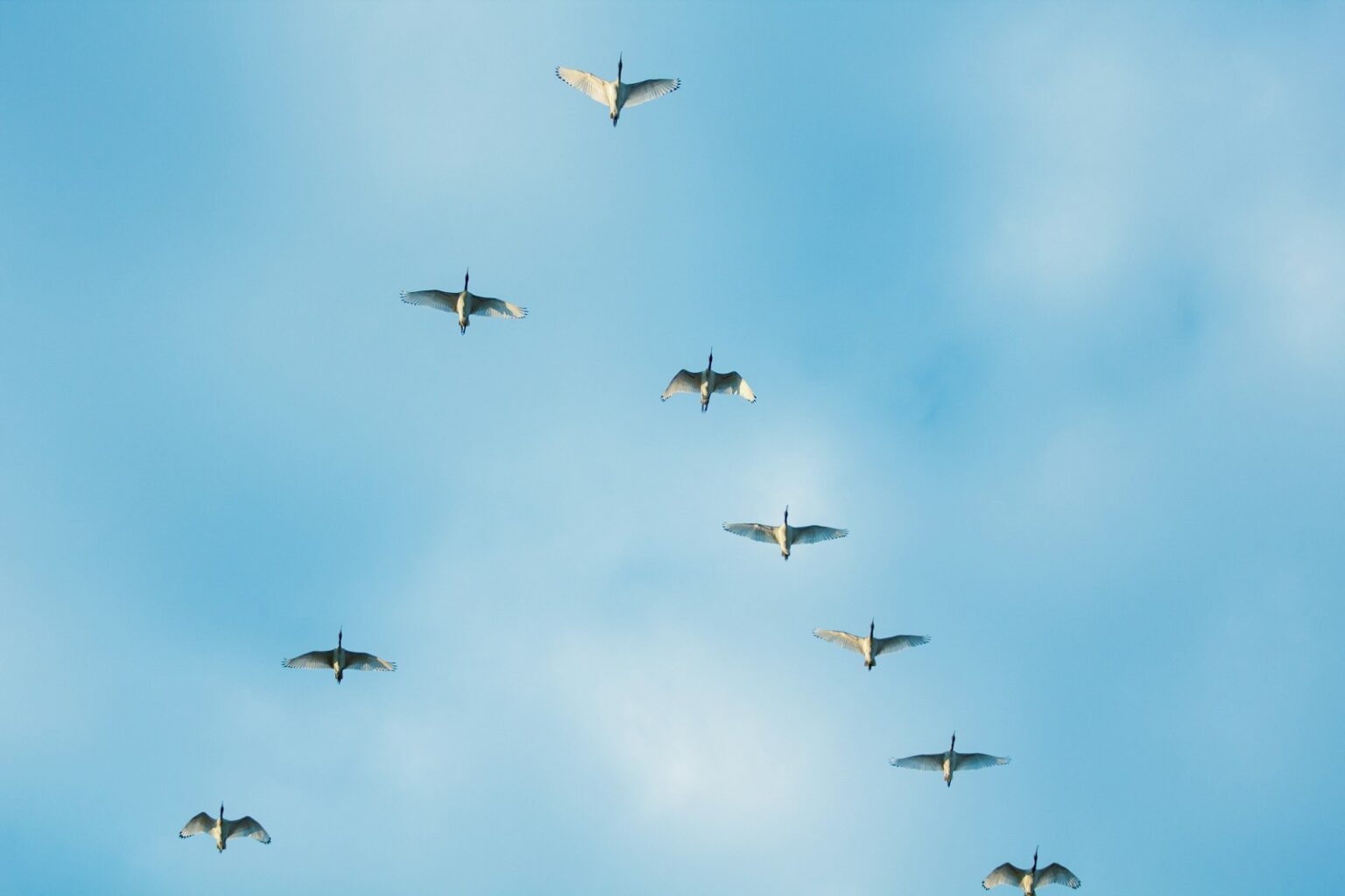The Science Behind Flocking – Why Birds Fly in V-Formations - bird-life.com