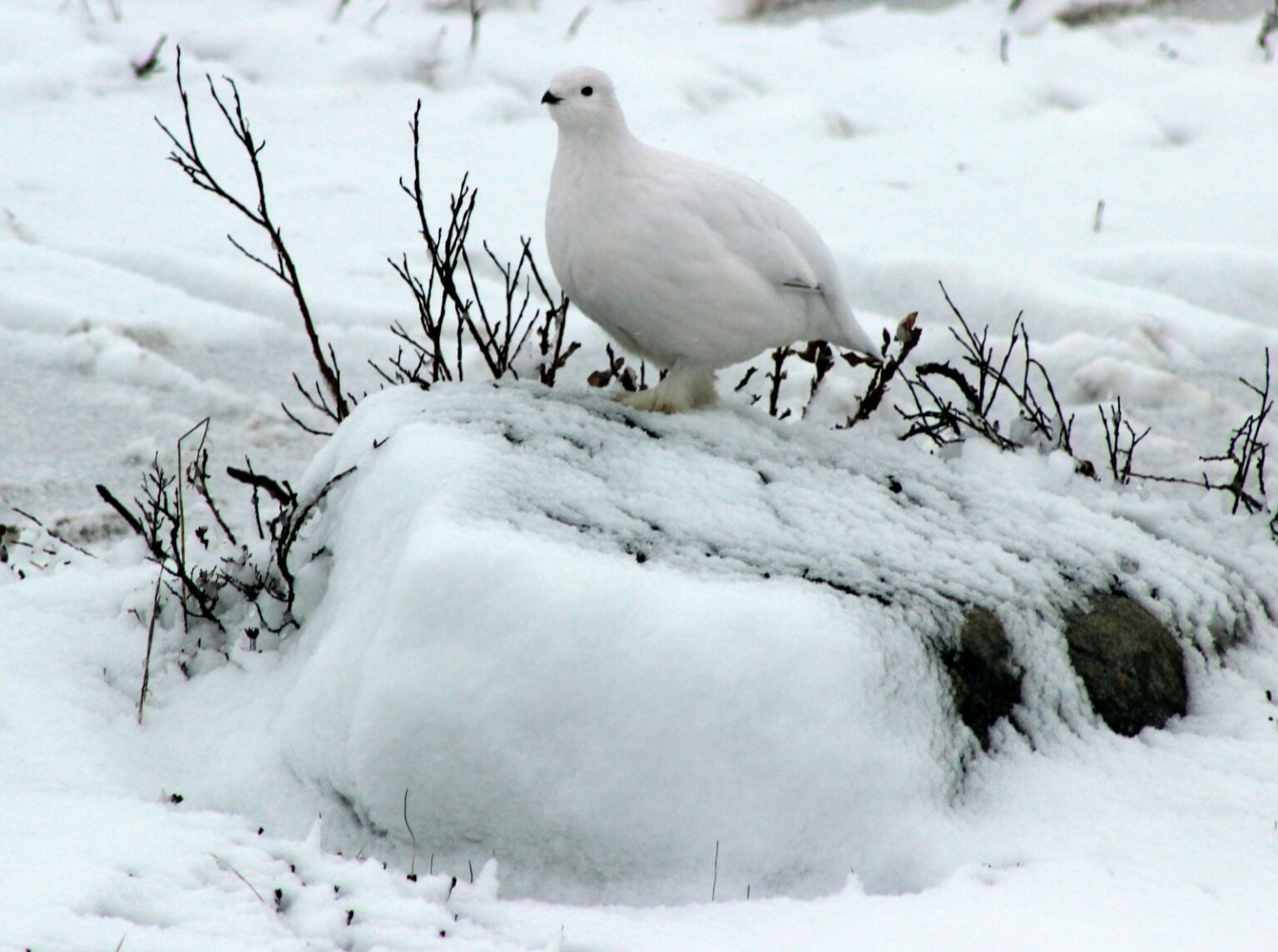 The Bird That Builds Tunnels Under Snow to Stay Warm - bird-life.com