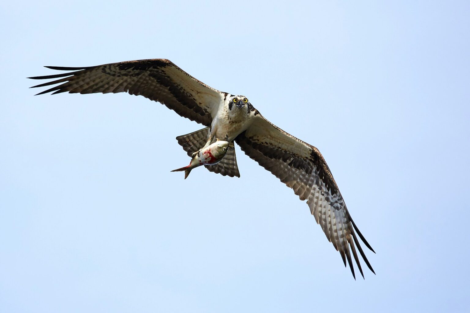 How Birds See the World – A Glimpse Into Avian Vision - bird-life.com