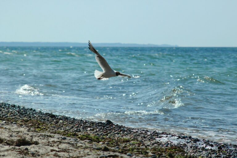 How Birds Use Air Pressure to Soar Without Flapping - bird-life.com