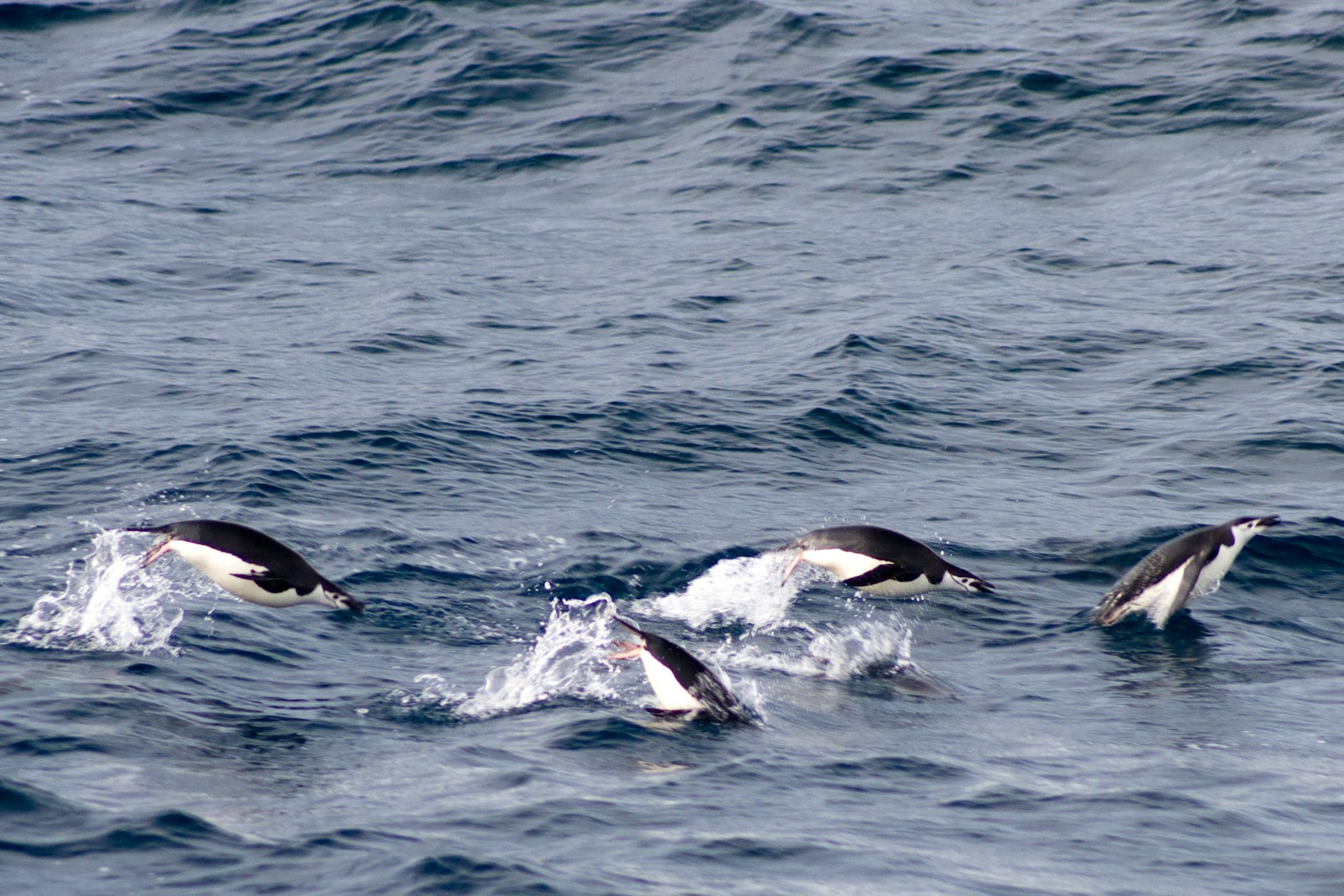 The Bird That Uses Its Wings to Swim – Yes, Really - bird-life.com