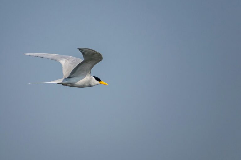 How Birds See the World – A Glimpse Into Avian Vision - bird-life.com