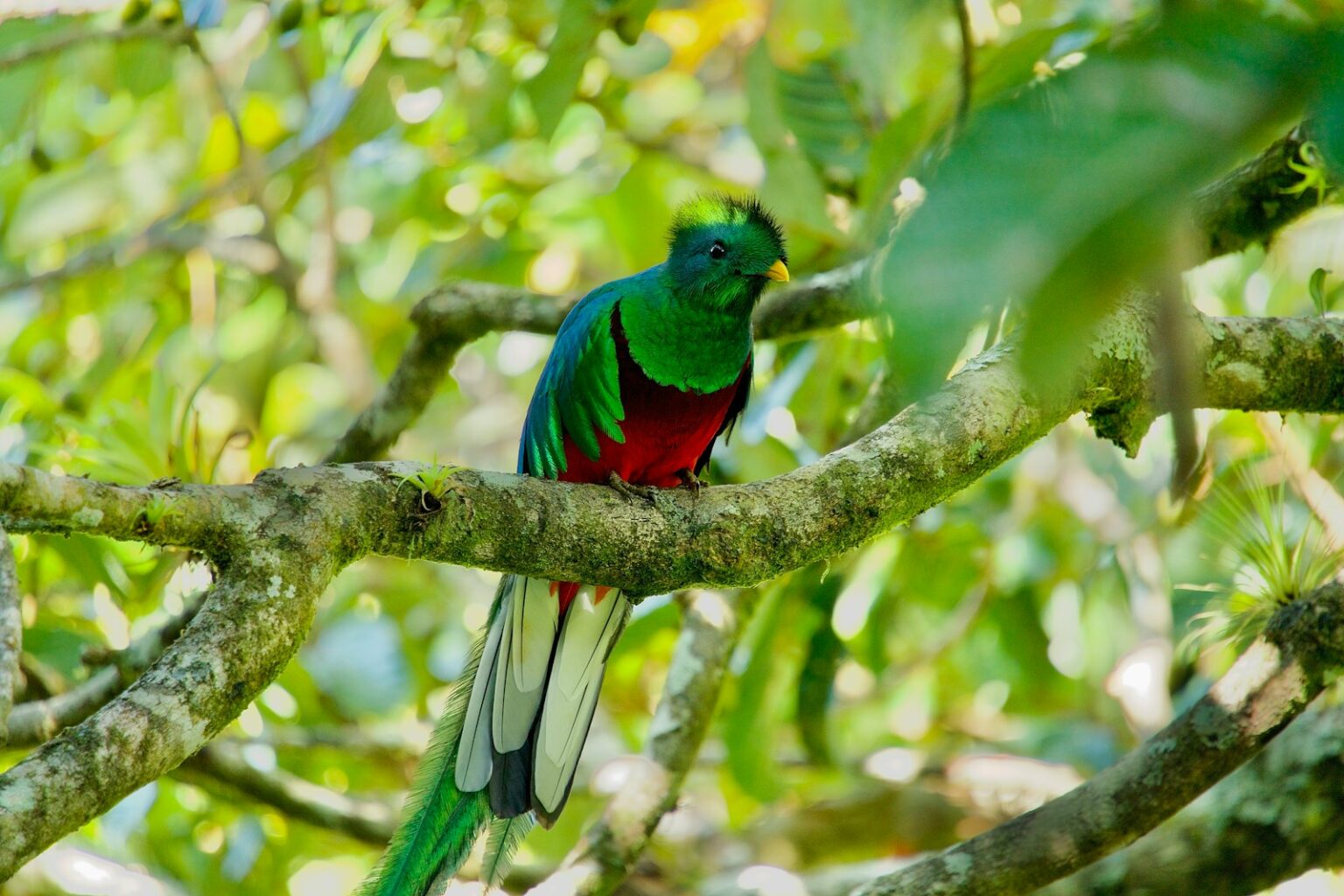 Why the Resplendent Quetzal Was a Sacred Icon - bird-life.com