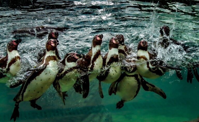 The Bird That Can Dive the Deepest Underwater - bird-life.com