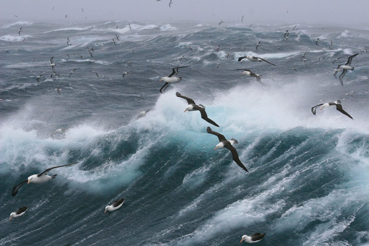 How to Identify Birds by Their Flight Patterns - bird-life.com