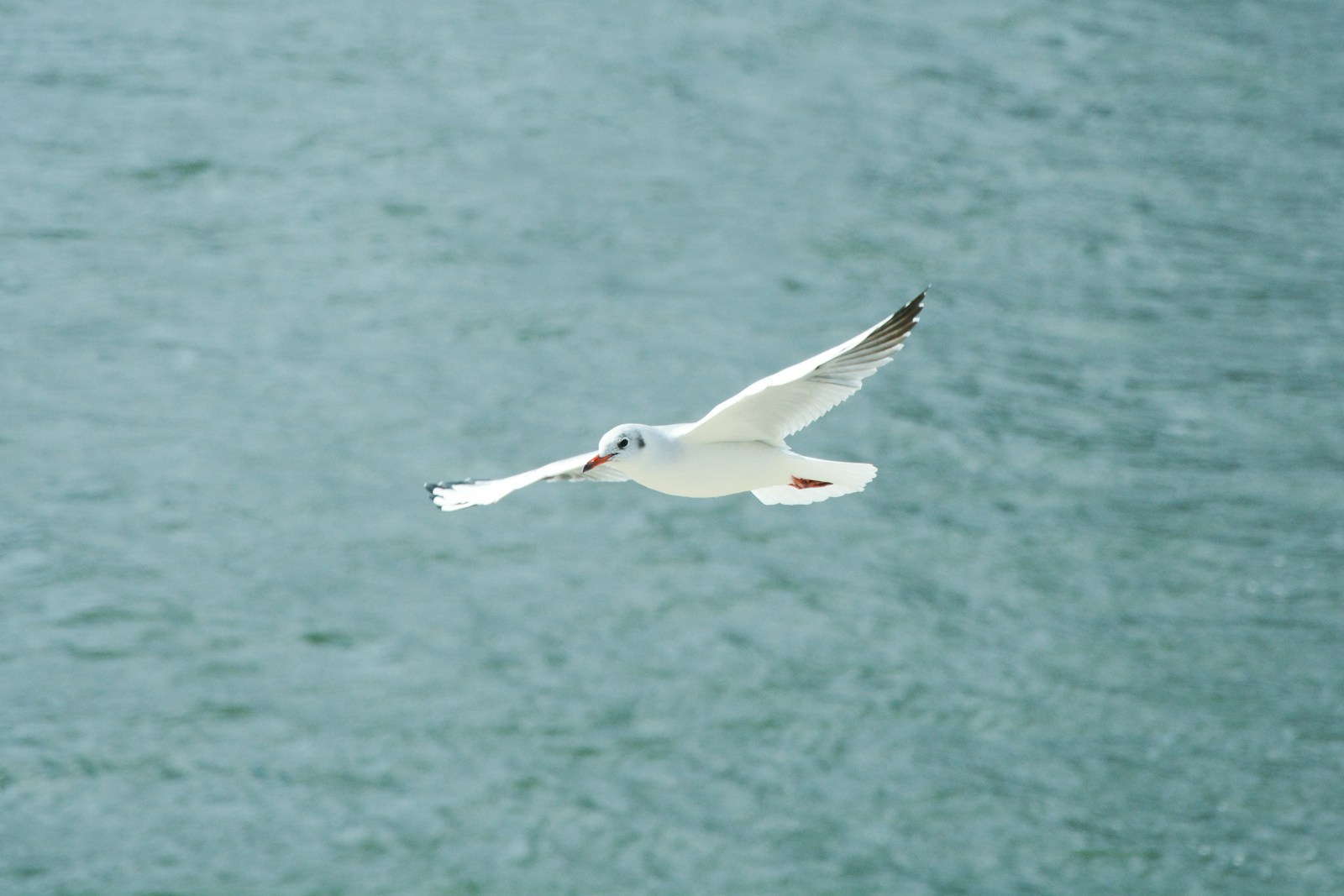 How Birds Use Wind Currents to Fly Without Flapping - bird-life.com