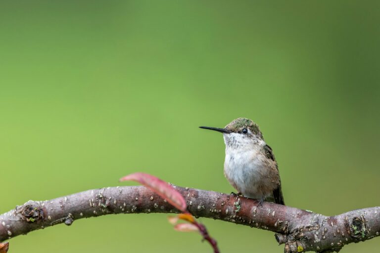 The Fastest Wingbeats in the Bird World – Who Wins the Race - bird-life.com