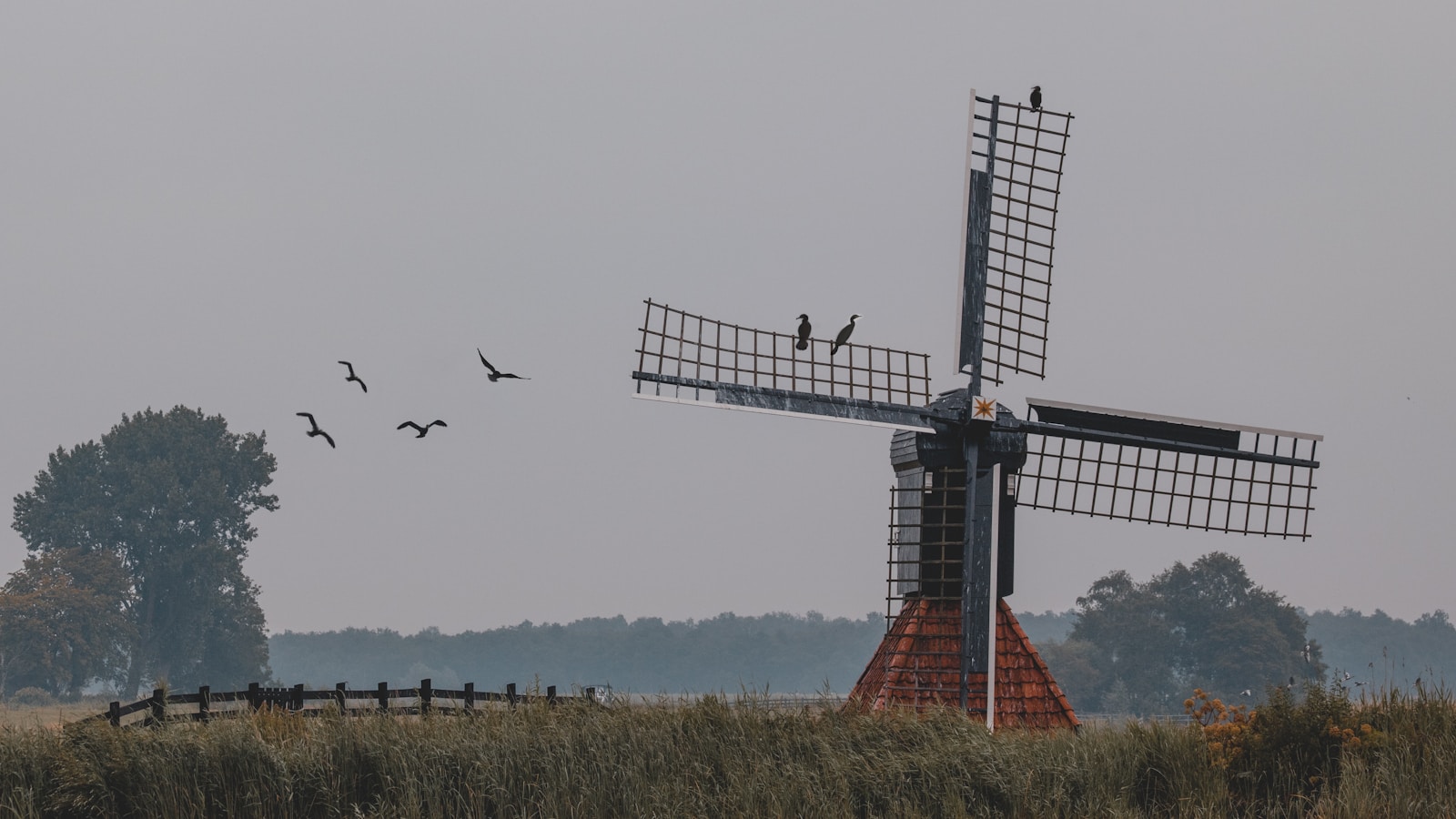 How Wind Turbines Are Affecting Bird Populations - bird-life.com