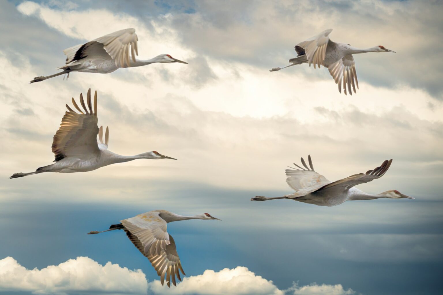 How Birds Can Navigate Using the Earth’s Magnetic Field - bird-life.com