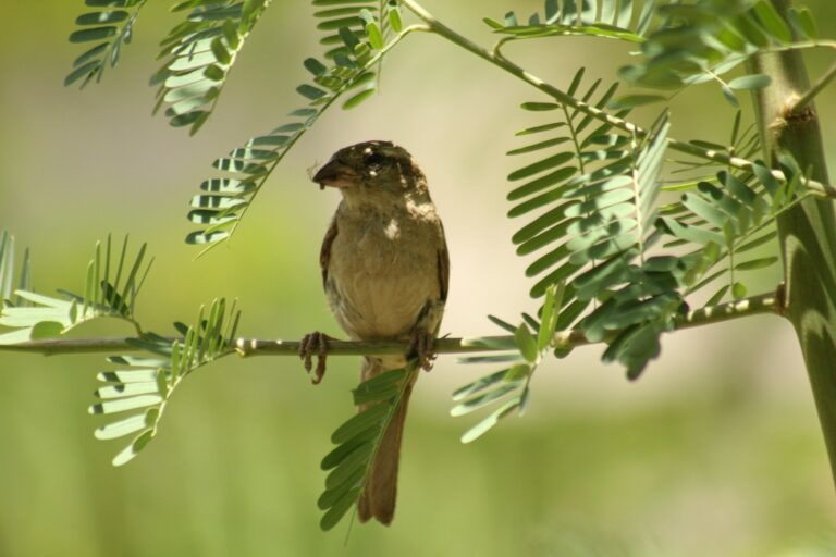 How Birds See the World – A Glimpse Into Avian Vision - bird-life.com