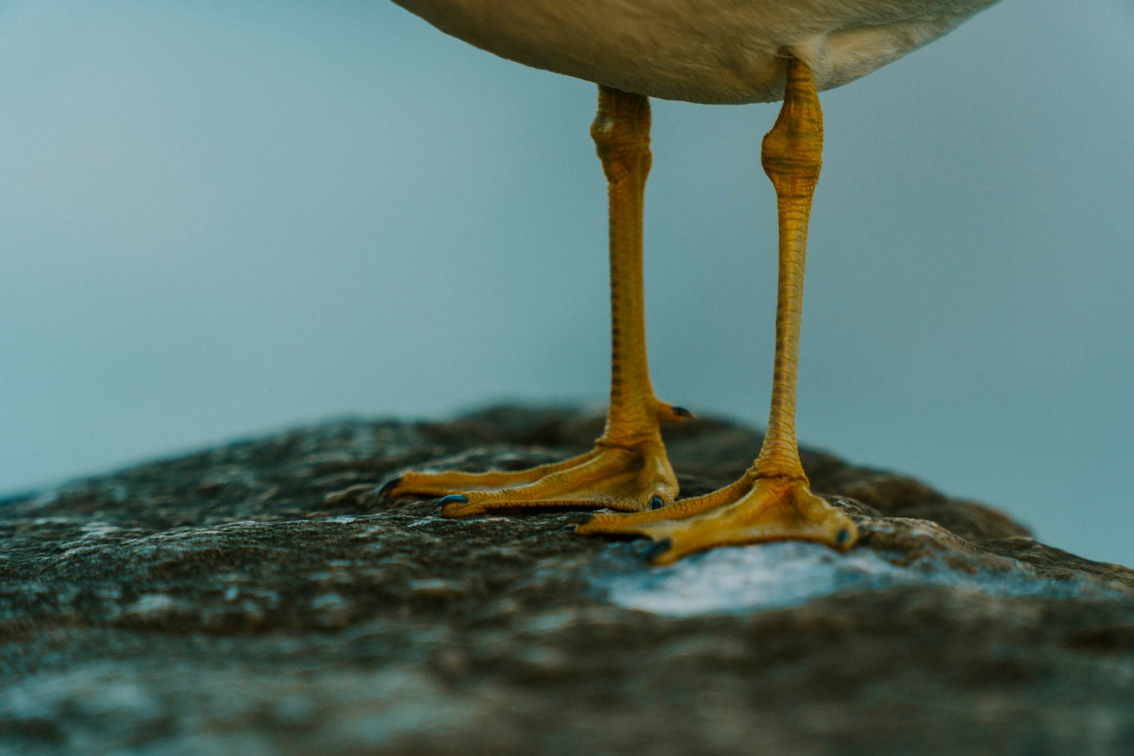 How Birds Use Their Feet as Tools - bird-life.com