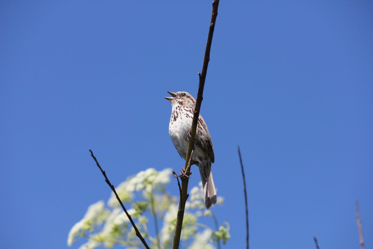 The Different Types of Bird Songs and What They Mean - bird-life.com