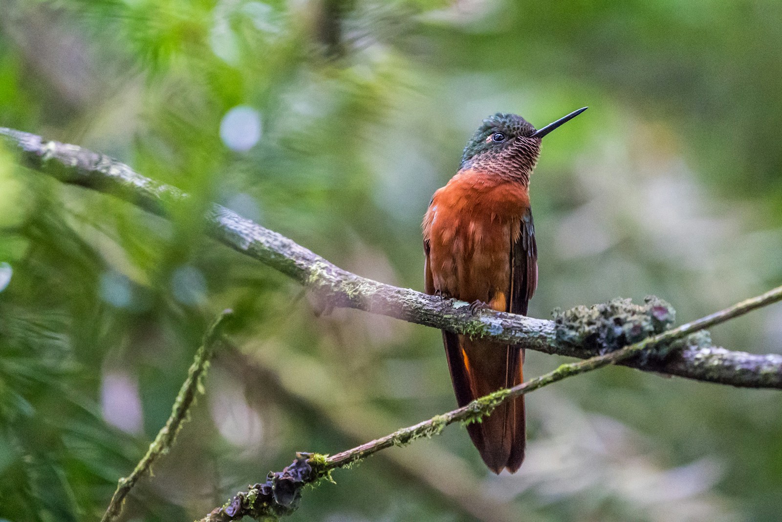 Why Some Birds Have Bright Colors – And Others Stay Dull - bird-life.com