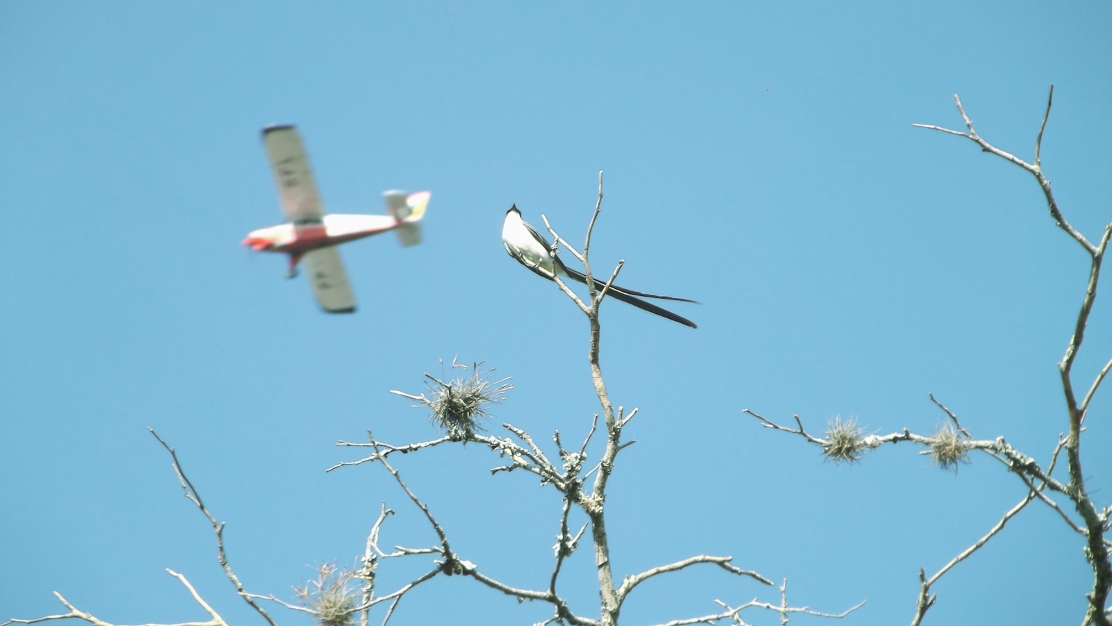 The Bird That Inspired the Airplane – The Real Wright Brother Muse ...