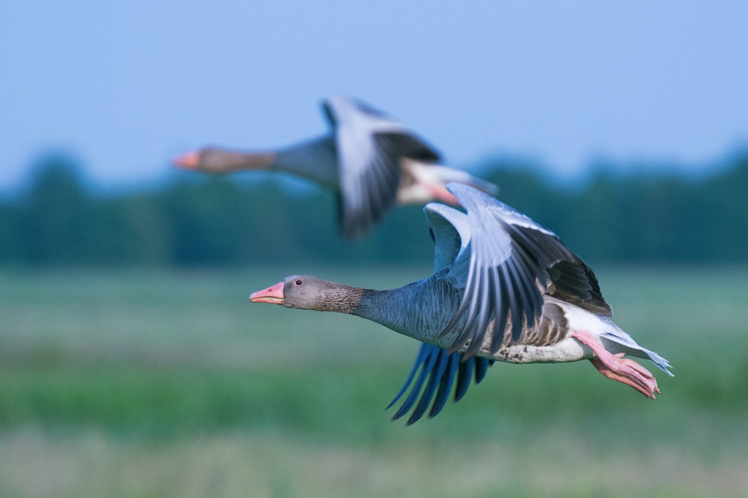 How Birds Use Calls to Warn Each Other About Predators - bird-life.com