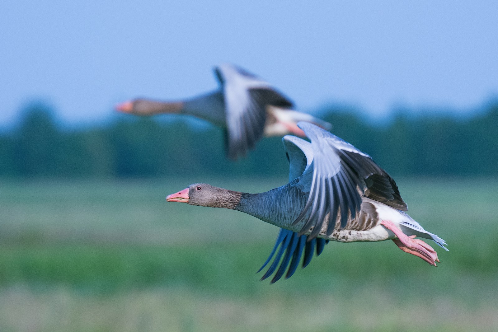 How Birds Use Calls to Warn Each Other About Predators - bird-life.com