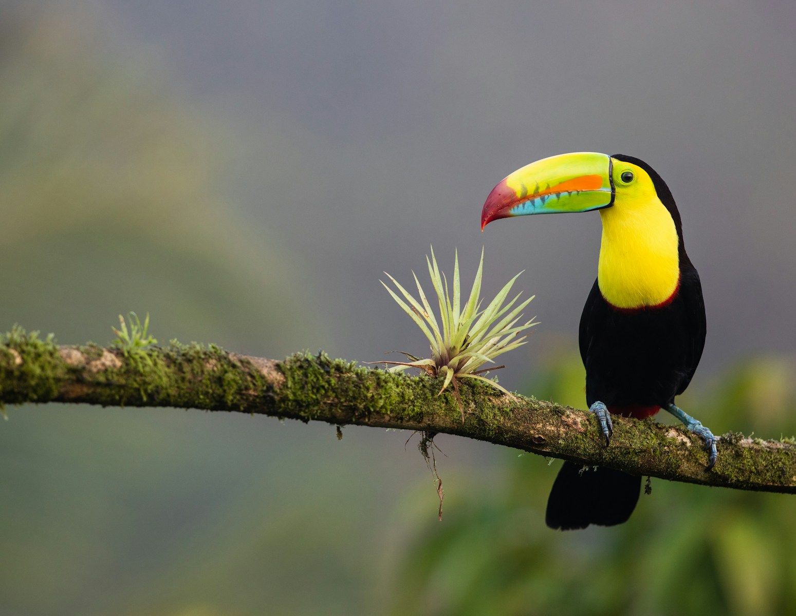 What Birds to Expect on a Trip to the Amazon Rainforest - bird-life.com