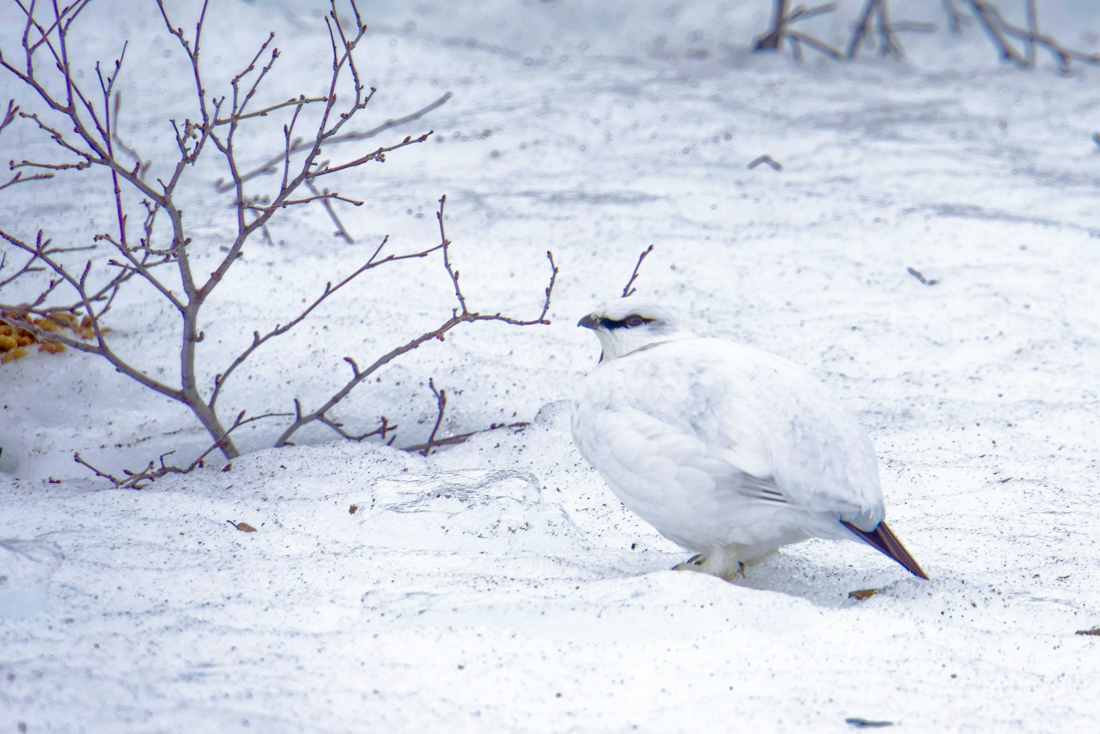 The Most Camouflaged Birds in the World - bird-life.com