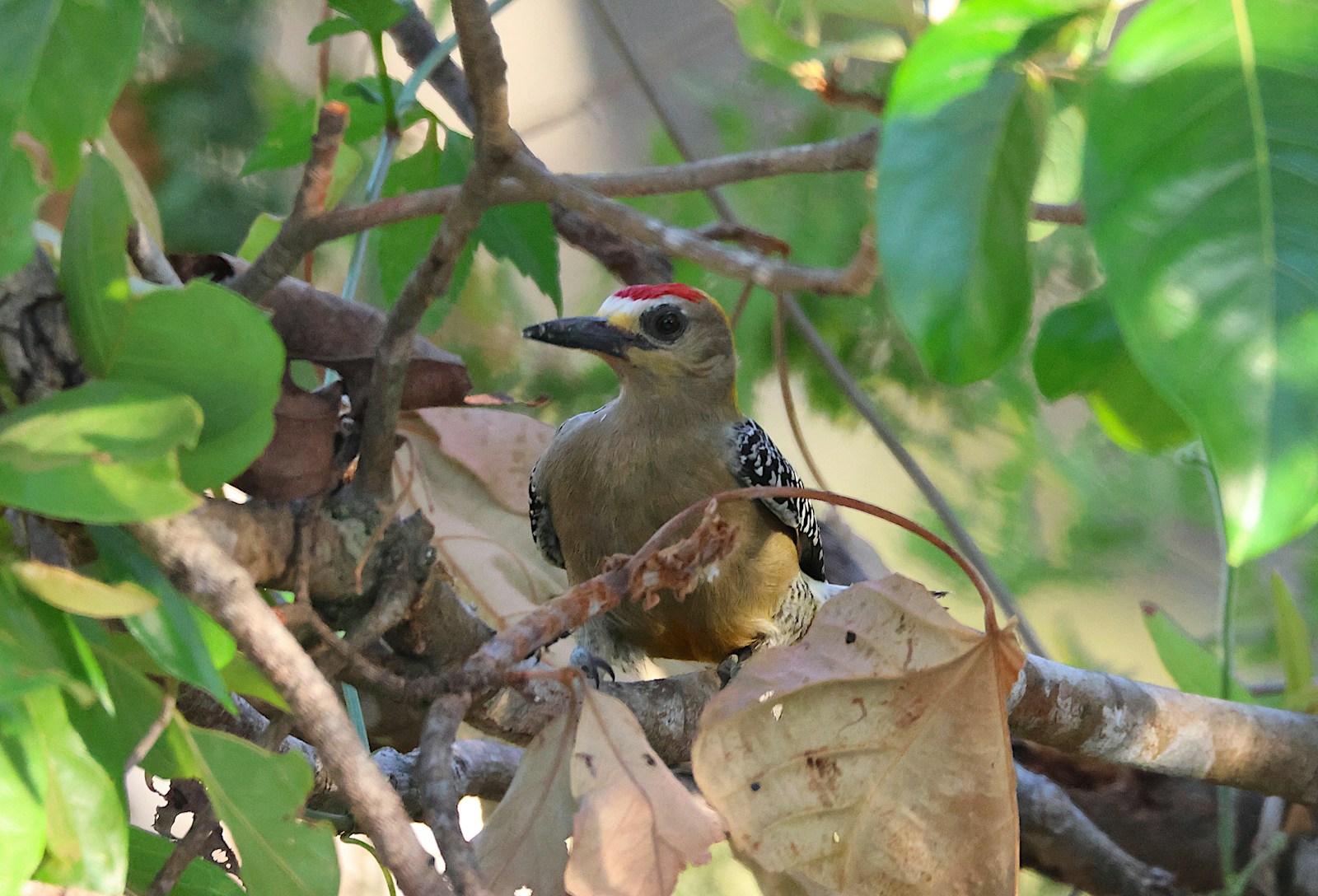 How Birds Use Tools – The Astonishing Skills of Some Species - bird ...