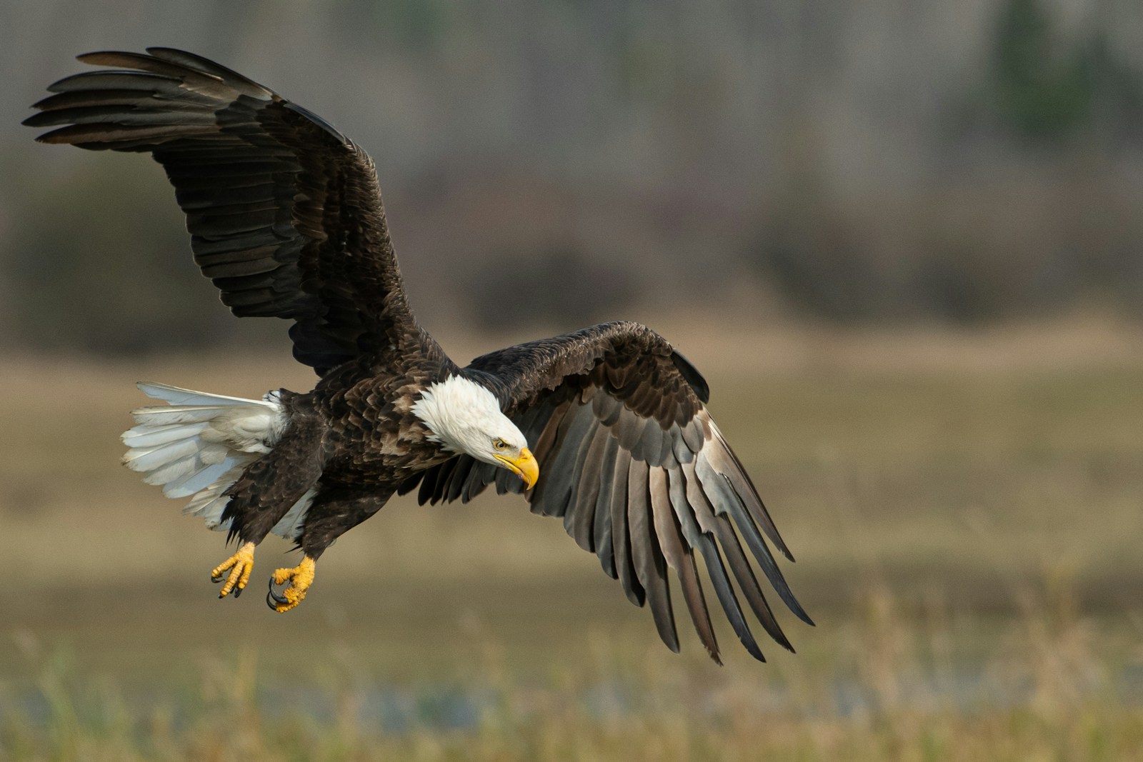 How Conservation Efforts Saved the Bald Eagle From Extinction - bird ...