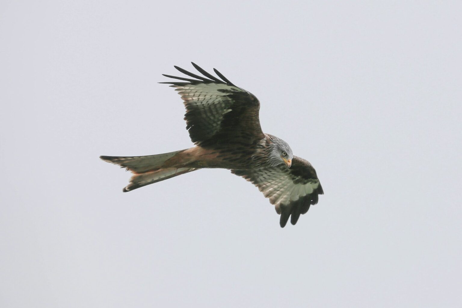 How to Identify Birds by Their Flight Patterns - bird-life.com