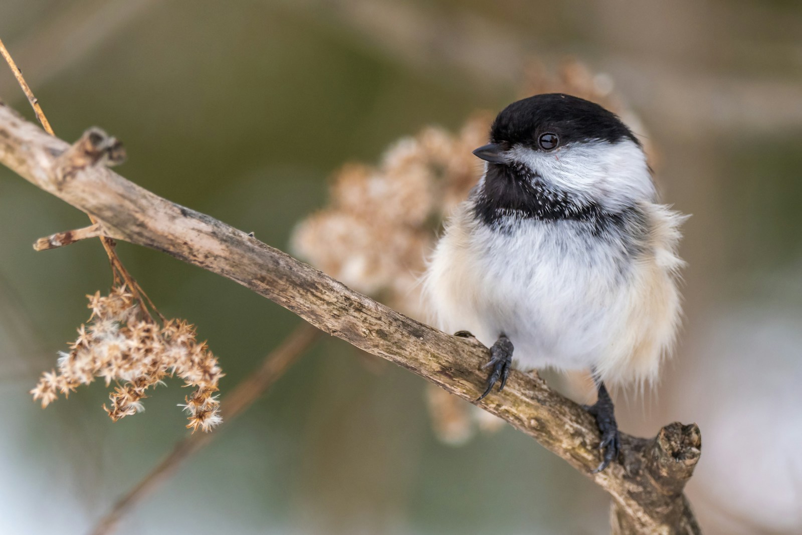 The Use of Alarm Calls Across Species - bird-life.com