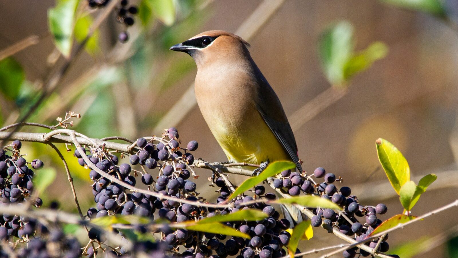 Why Bird Feeders Fail and What to Do About It - bird-life.com
