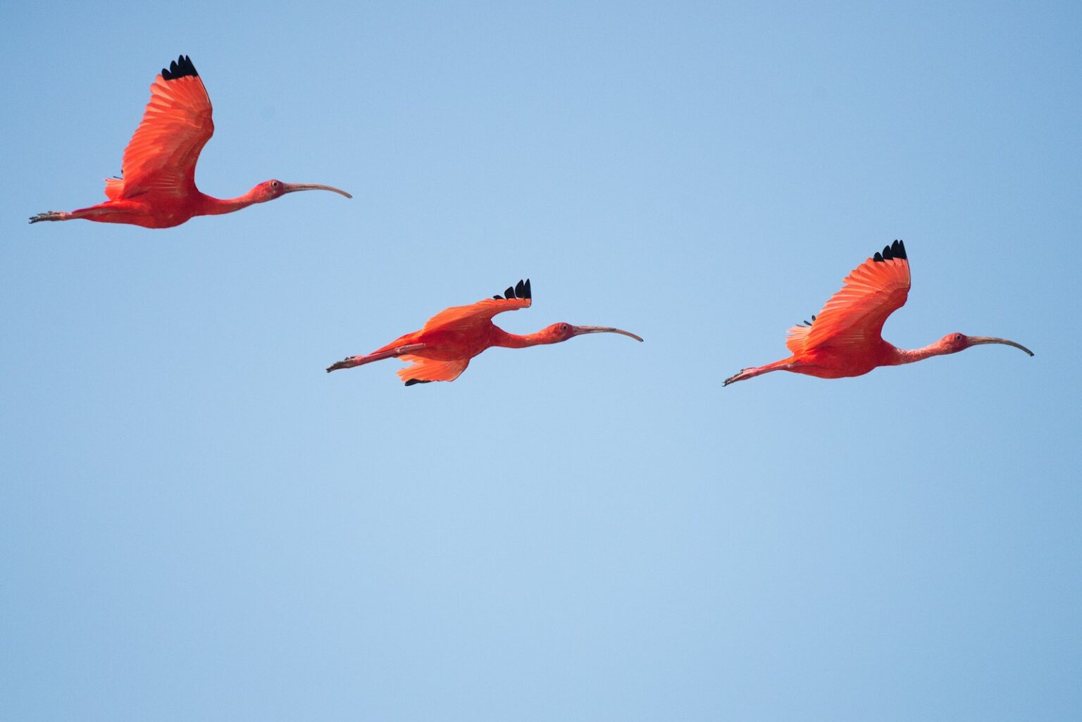 How Birds Know When It’s Time to Migrate - bird-life.com