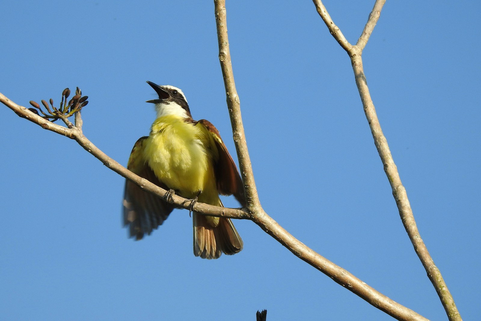 The Best Apps for Bird Identification and Tracking - bird-life.com
