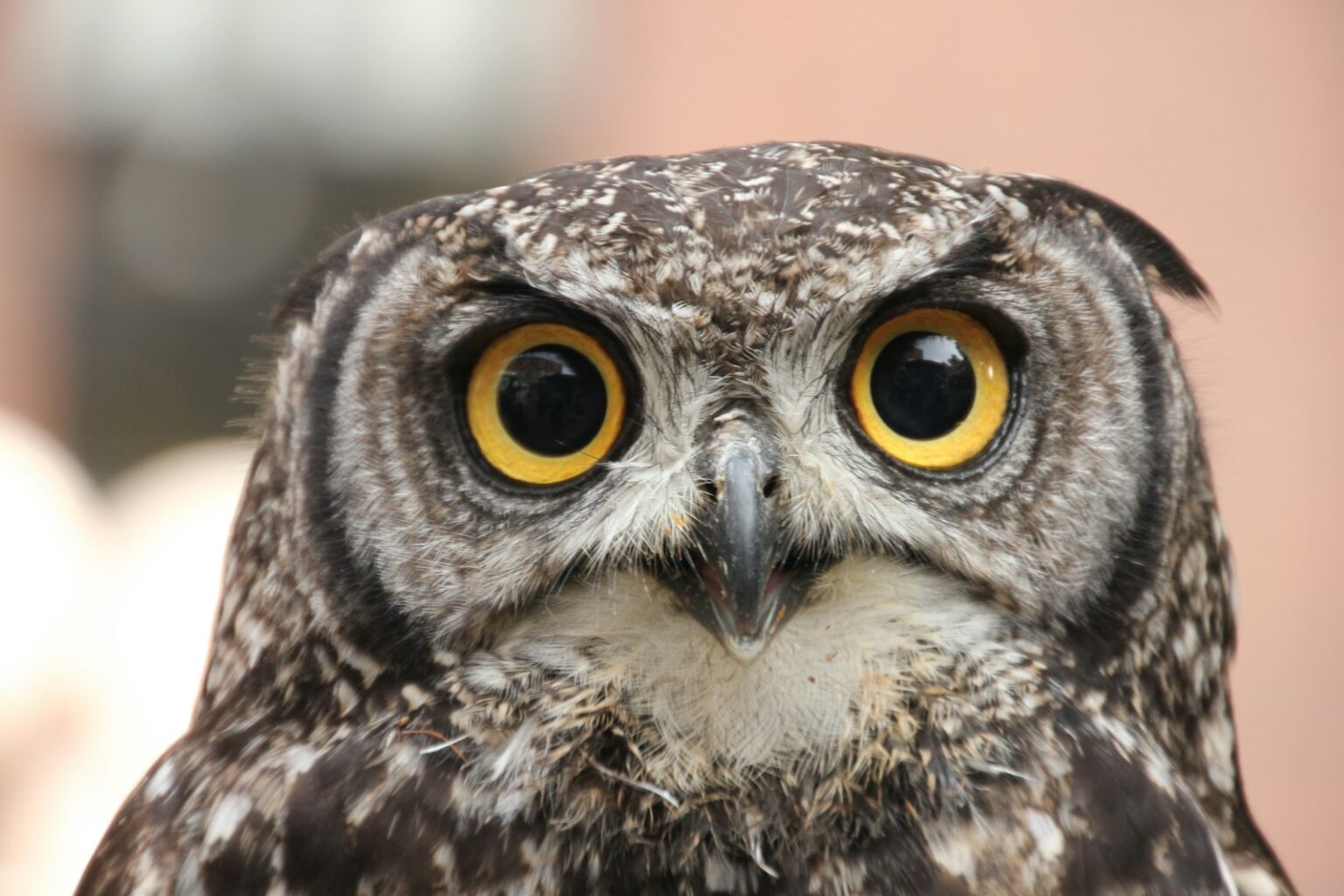 Birds With Transparent Eyelids – Nature’s Built-In Goggles - bird-life.com