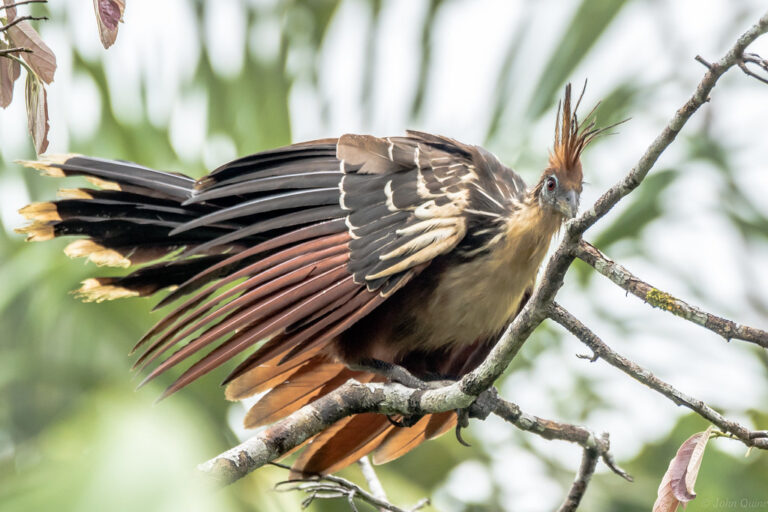 Why the Hoatzin Is Called the “Stinkbird” - bird-life.com