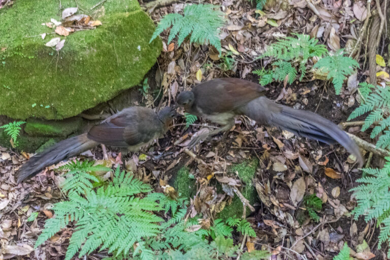 The Bird That Can Imitate Over 200 Sounds - bird-life.com