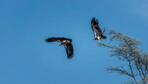How to ID Birds by Their Wing Shapes - bird-life.com