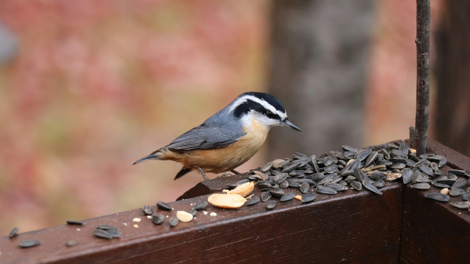 How to Make Your Own No-Spill Bird Feeder - bird-life.com