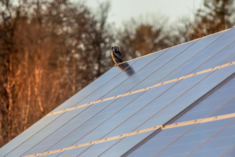 How Birds React to Solar Panels and Wind Farms - bird-life.com