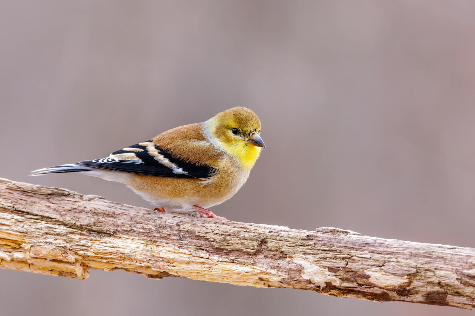 The Most Colorful Finch Species in North America - bird-life.com