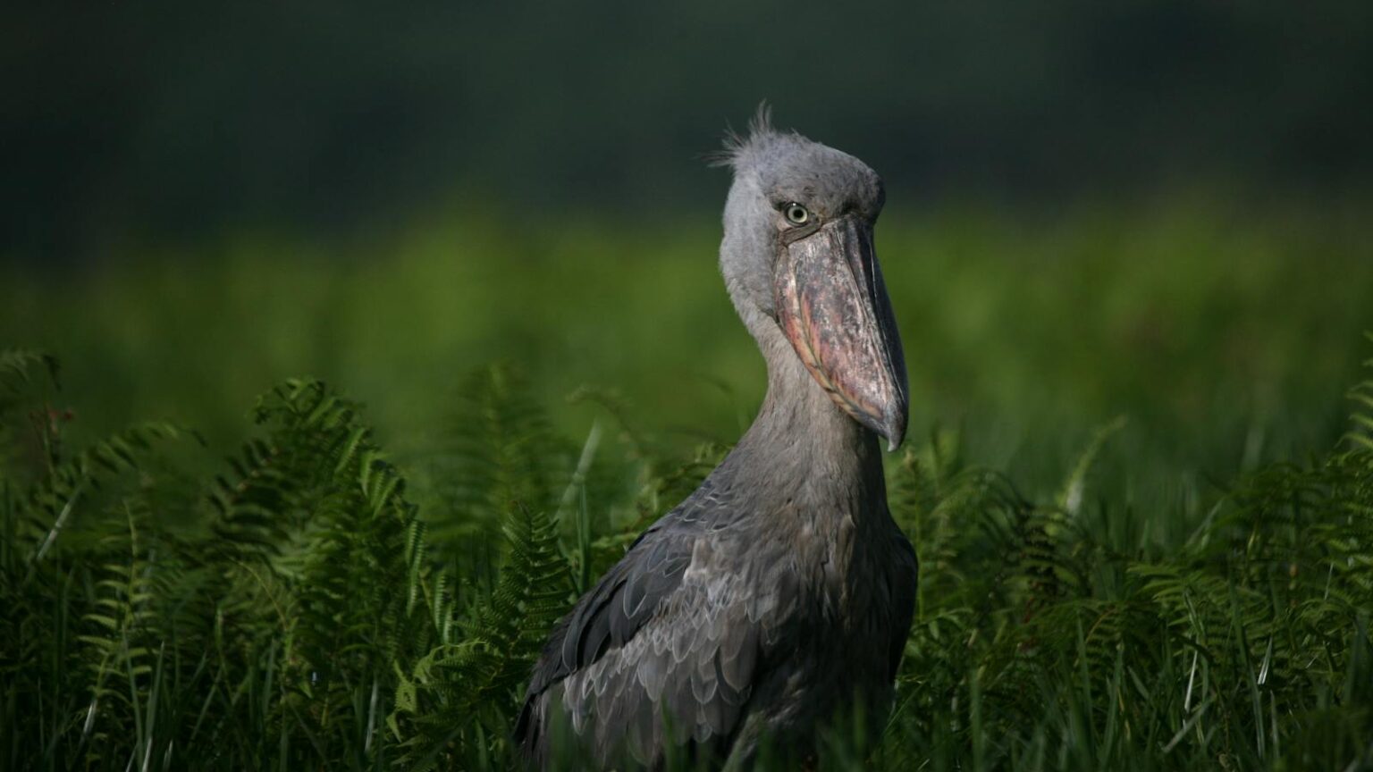 The Truth About the Shoebill's Hunting Tactics and What It Means for ...