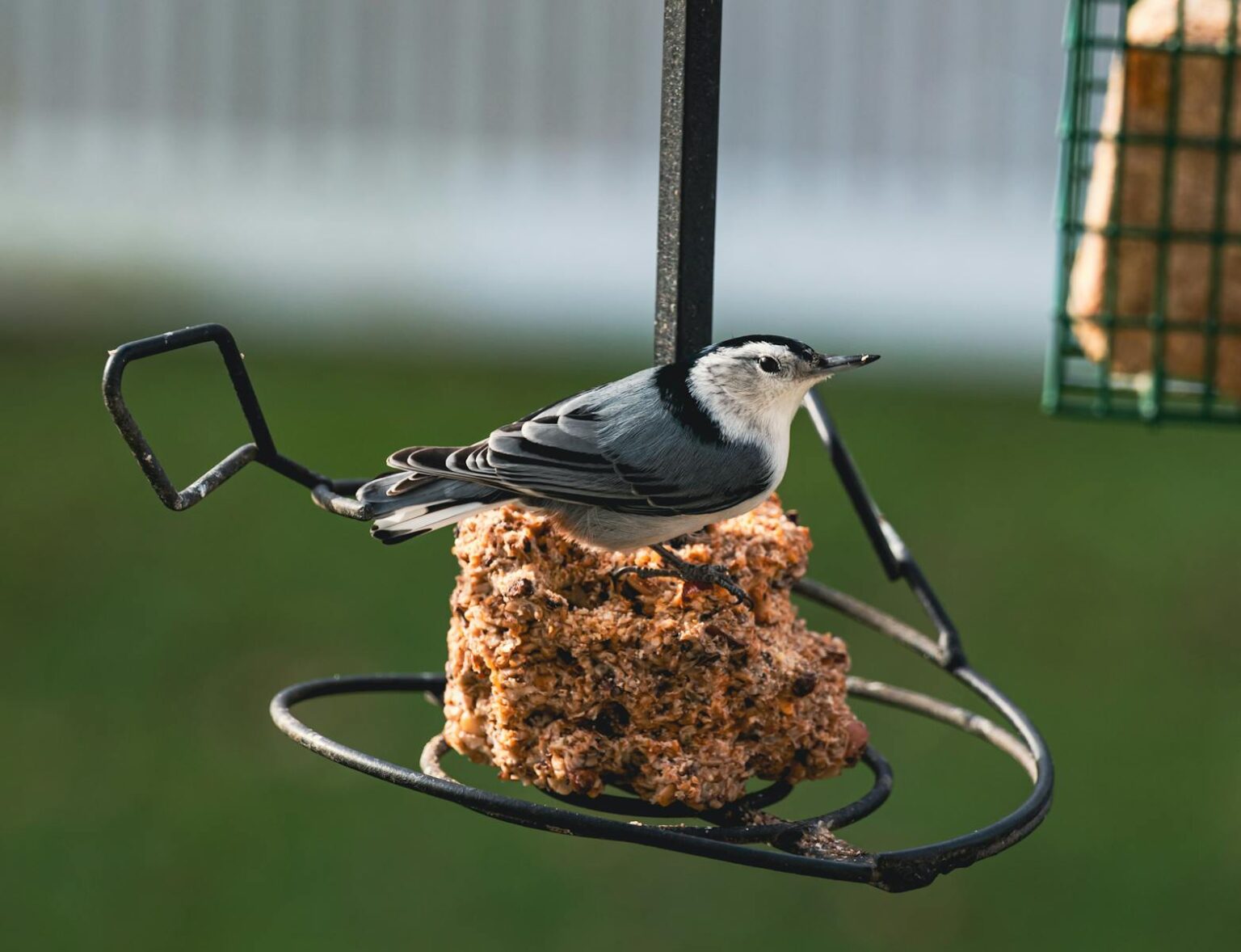 The Most Acrobatic Feeders in the Backyard Bird World - bird-life.com