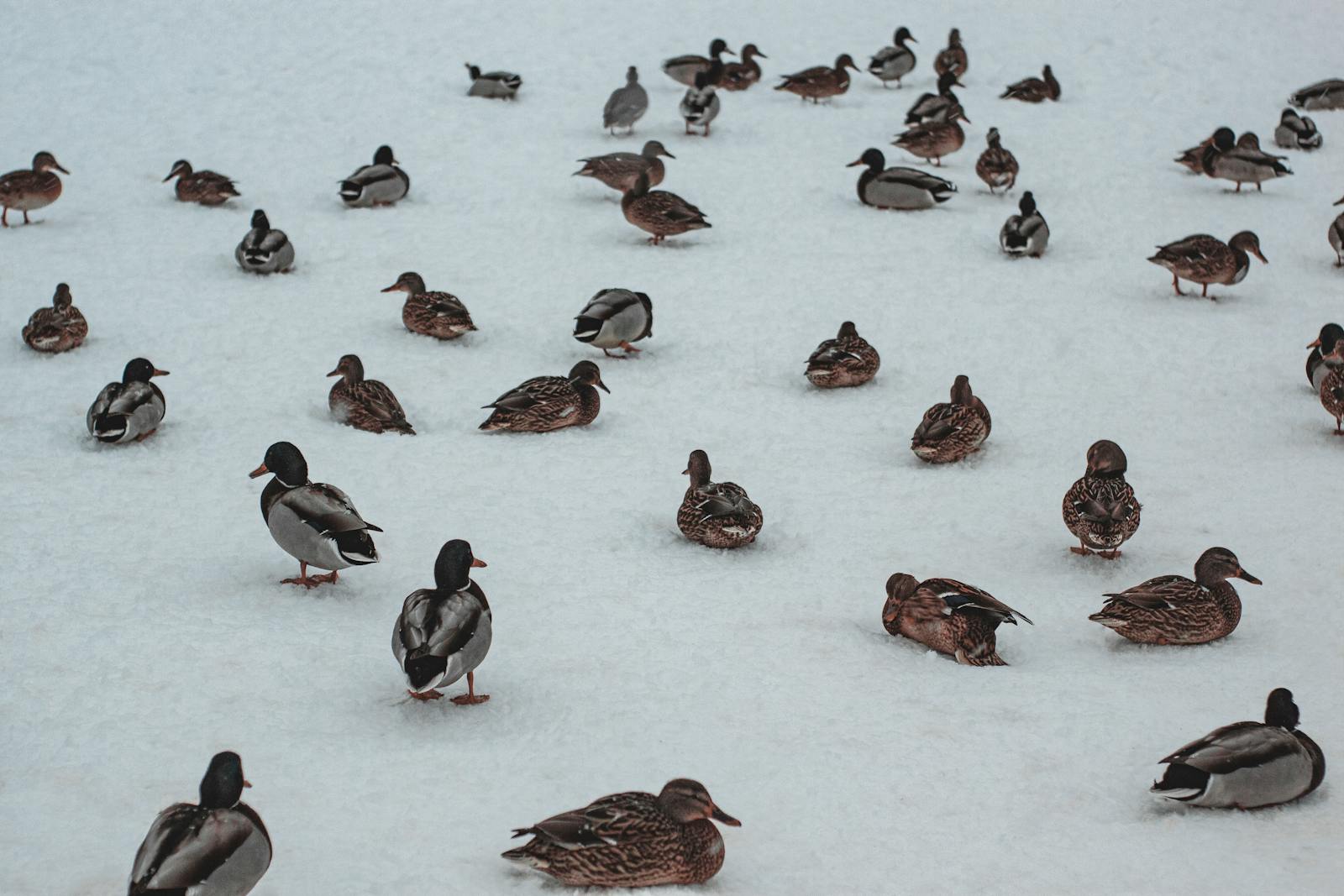 Why Some Birds Roost Together at Night - bird-life.com
